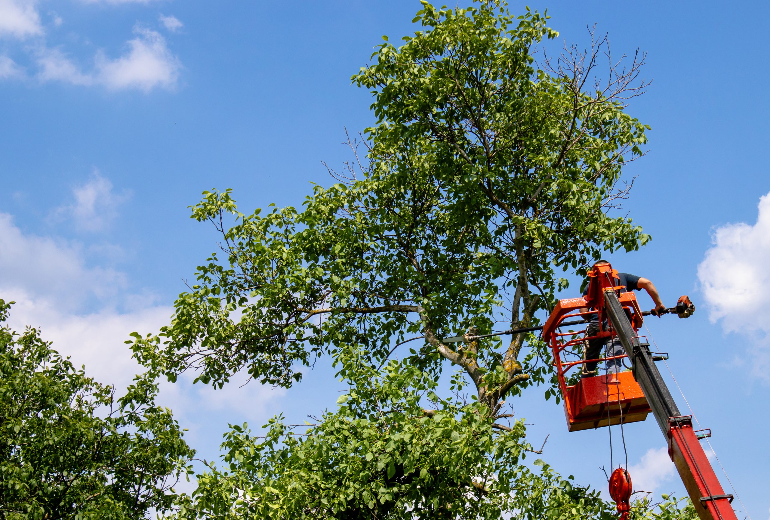 Benefits of Hiring Tree Trimming Services Las Vegas, NV for Healthy ...